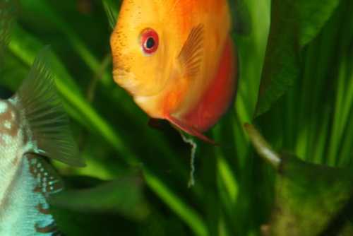 Betta Care 101 - Protozoan Disease