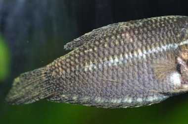 Betta Care 101 - Protozoan Disease